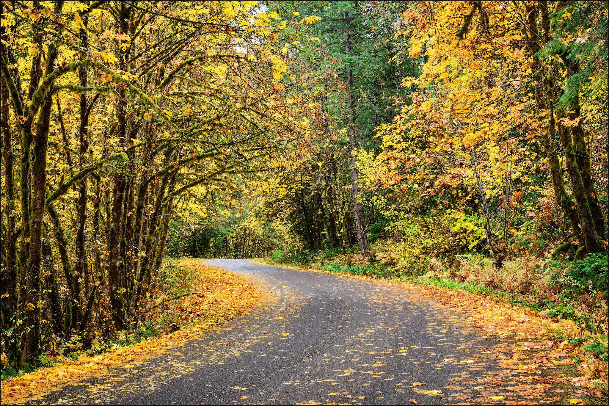 West Cascades Scenic Byway – Photographing Oregon Update | Wanders and ...